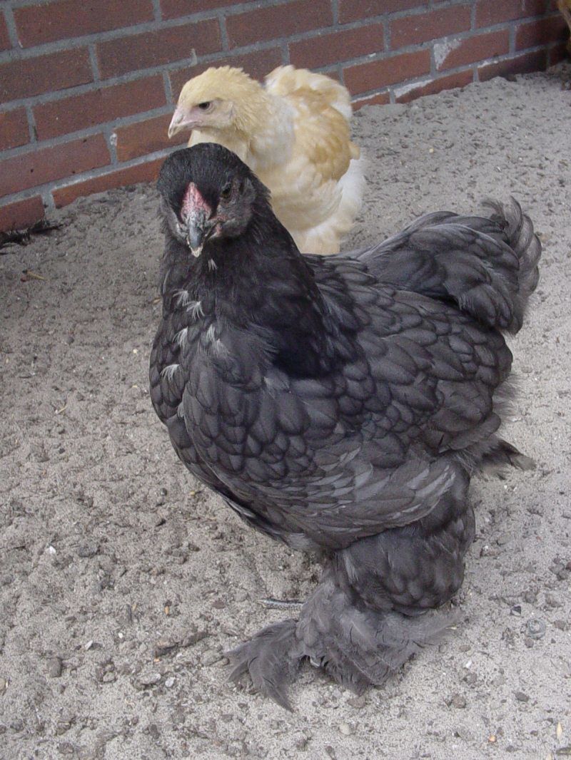 uitkomen / Broeden | Brahma-houseofbrahma