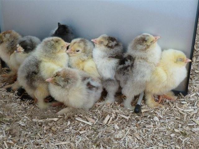 uitkomen / Broeden | Brahma-houseofbrahma