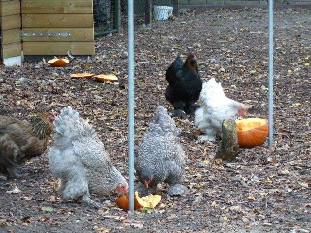 uitkomen / Broeden | Brahma-houseofbrahma