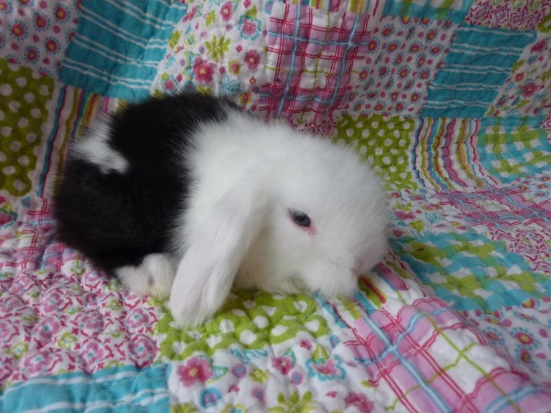 Teddy Widder rammen | Larixhoeve