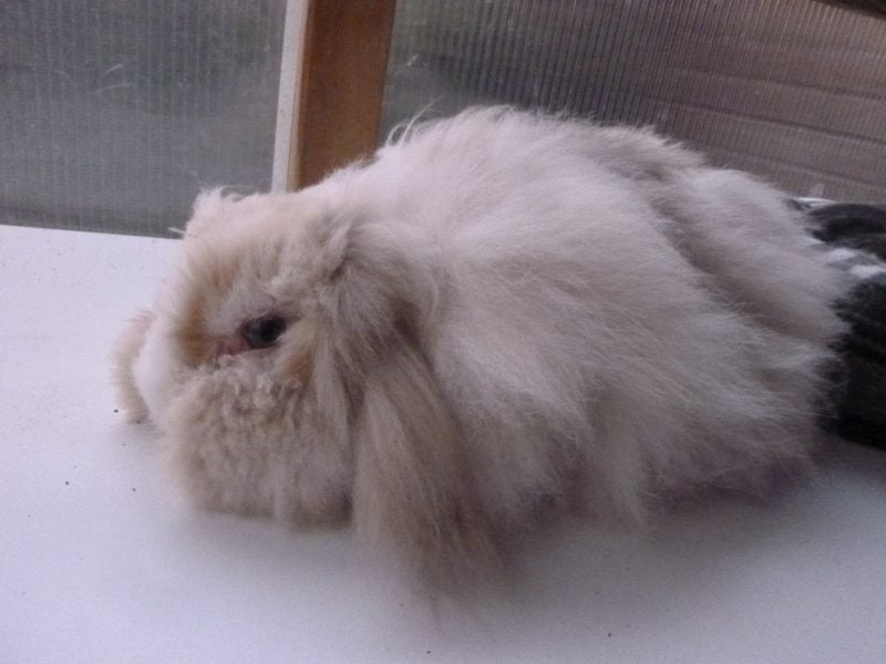 Teddy Widder voedsters | Larixhoeve