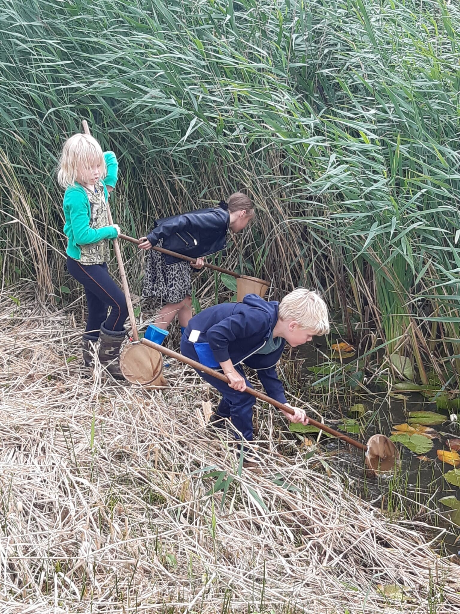 waterbeestjes in een Maasheggen