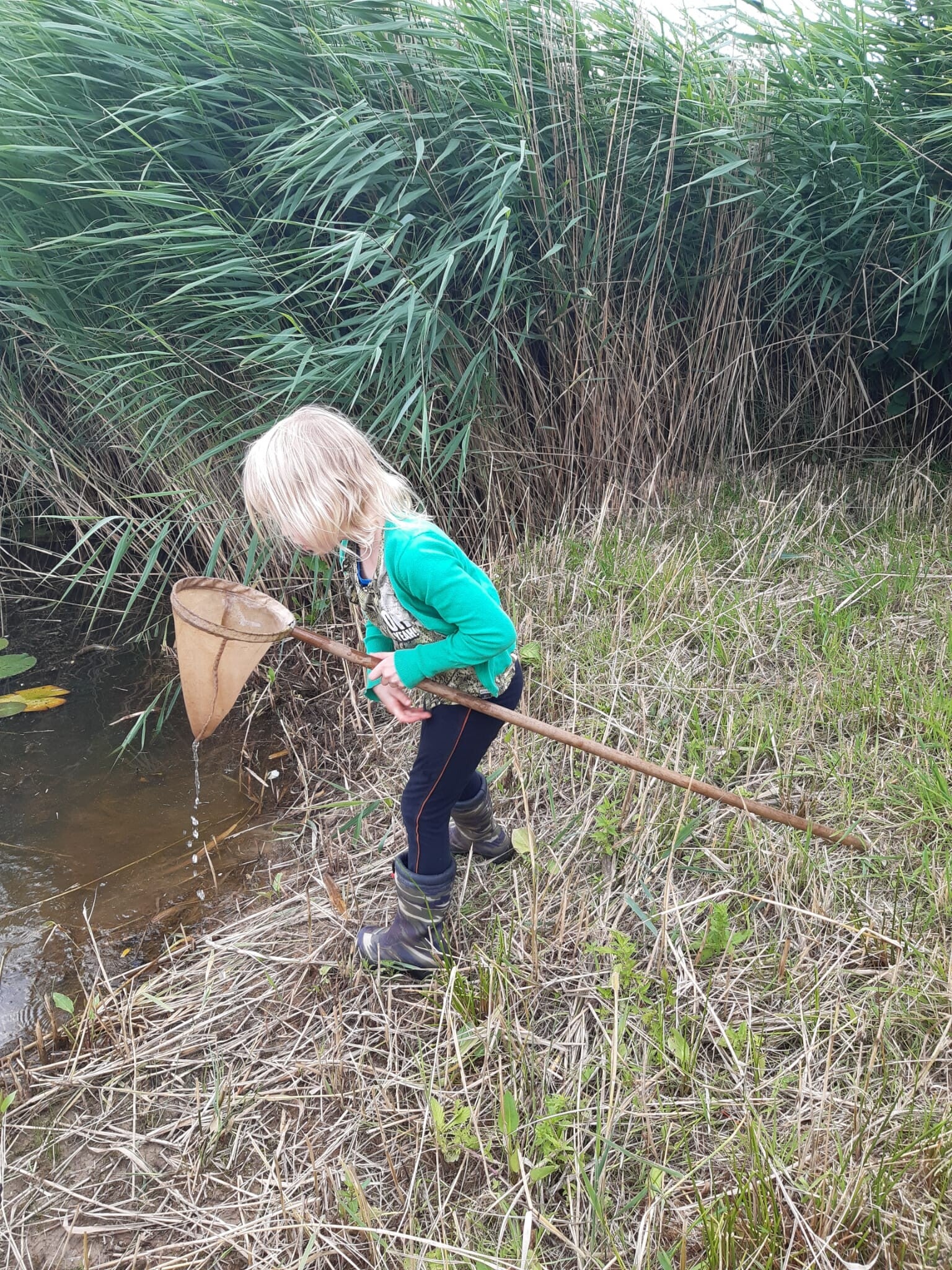 waterbeestjes in een Maasheggen