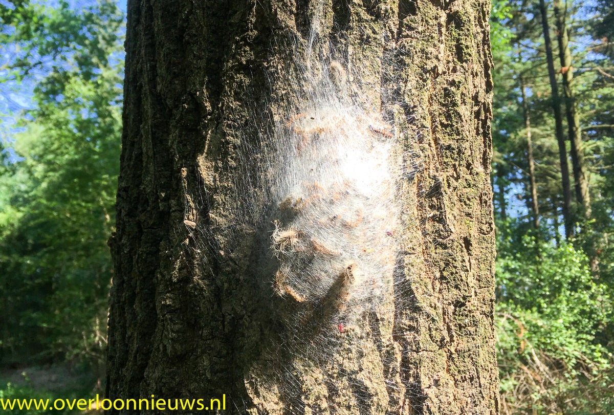 Let op! Processierupsen gesignaleerd