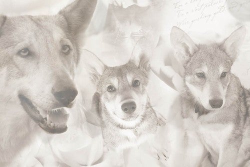 Wolfhond rassen en typen | Wolfdog SOS