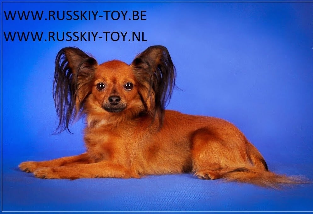 Russkiy Toy