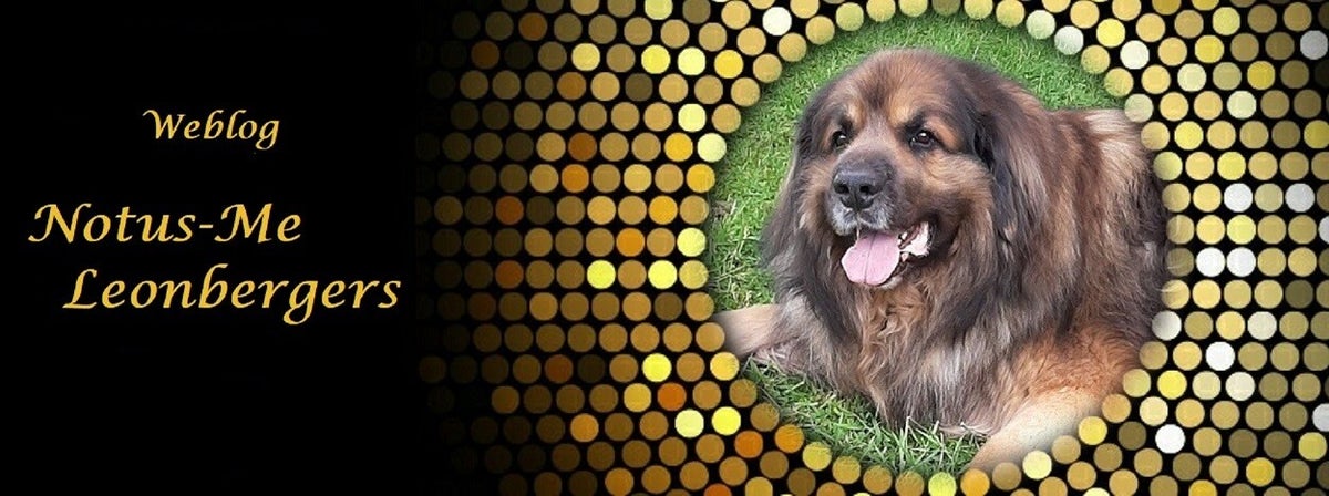 Weblog | Notus-Me Leonbergers