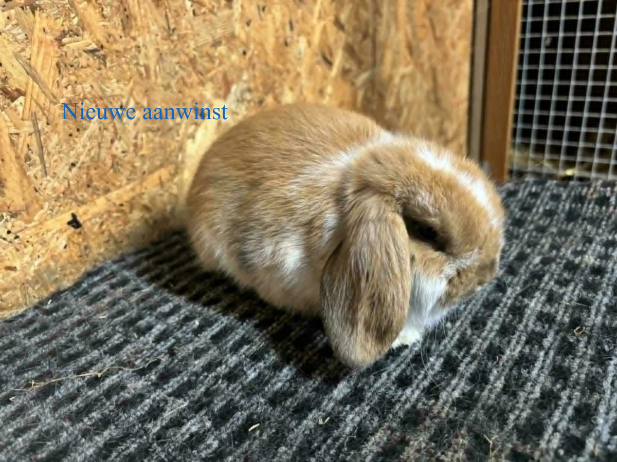 De NHD als ras | hetdwergenhuis.jouwweb.nl