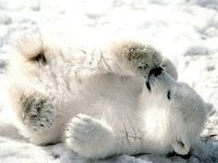 De dieren op de Noordpool | Pooldieren