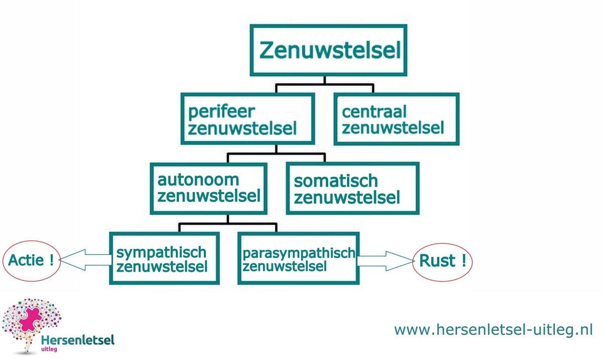 Het zenuwstelsel / Anatomie en functie uitleg / Achtergrondinformatie ...