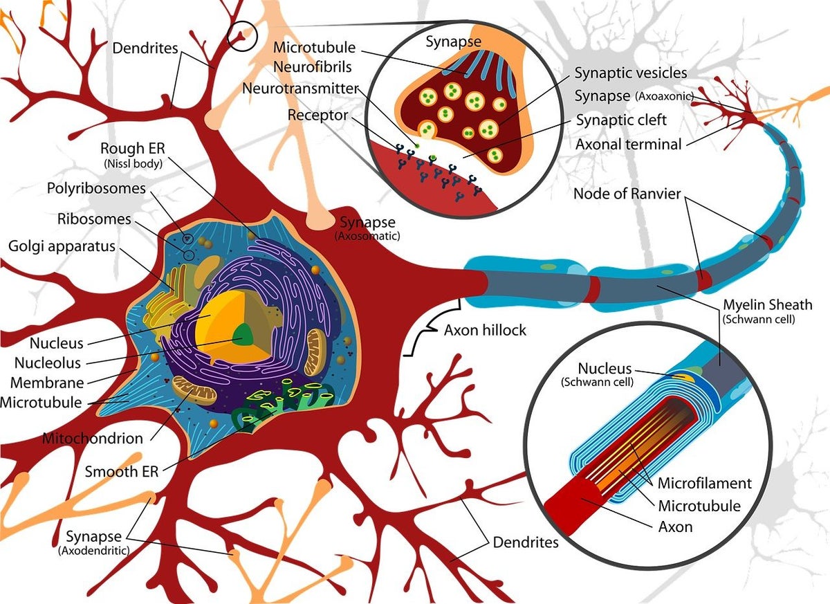 Hersencellen en Neurotransmitters / Anatomie en functie uitleg ...