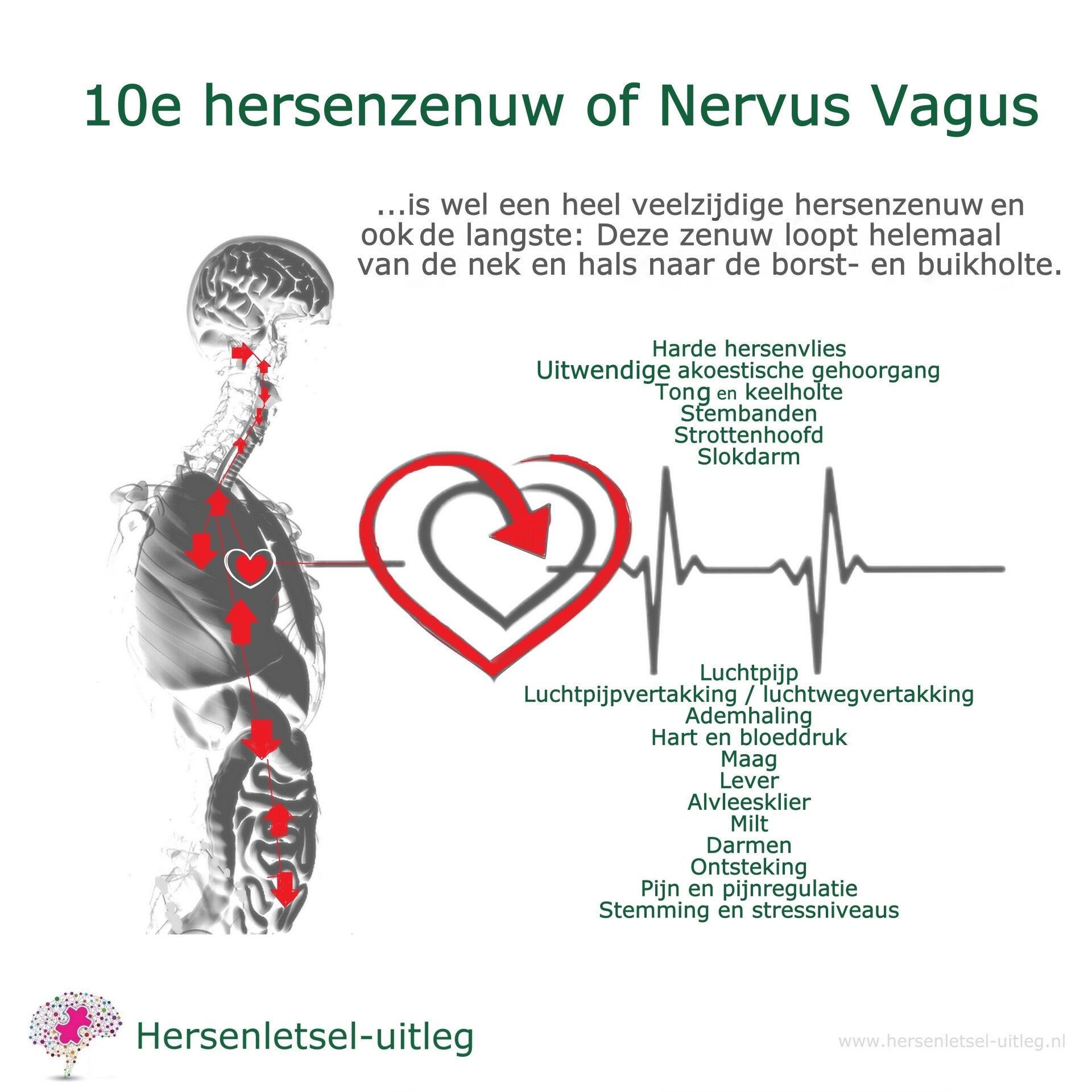 12 hersenzenuwen / Anatomie en functie uitleg / Achtergrondinformatie ...