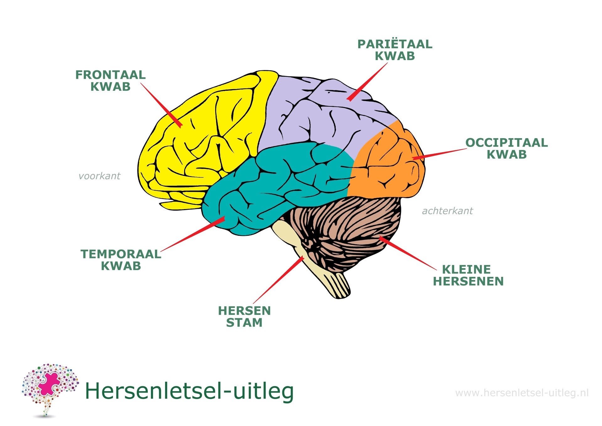 Anatomie en functie uitleg / Achtergrondinformatie | Hersenletsel-uitleg.nl