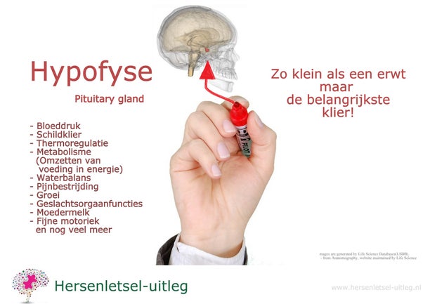 Hypofyse / Gevolgen per hersengebied | Hersenletsel-uitleg.nl