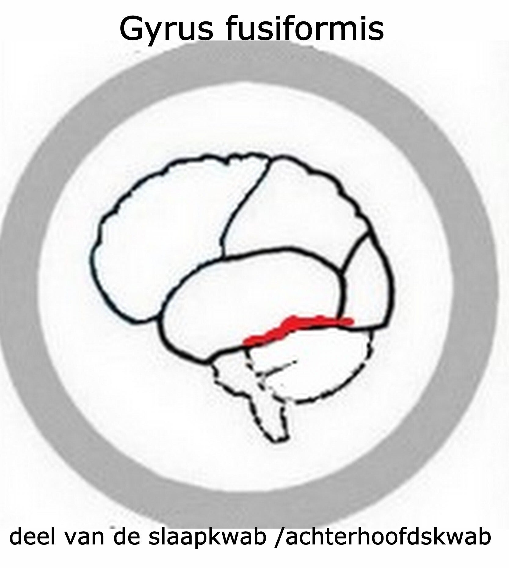 Gevolgen per hersengebied | Hersenletsel-uitleg.nl