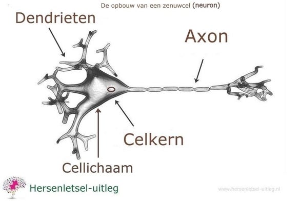 Hersencellen en Neurotransmitters / Anatomie en functie uitleg ...