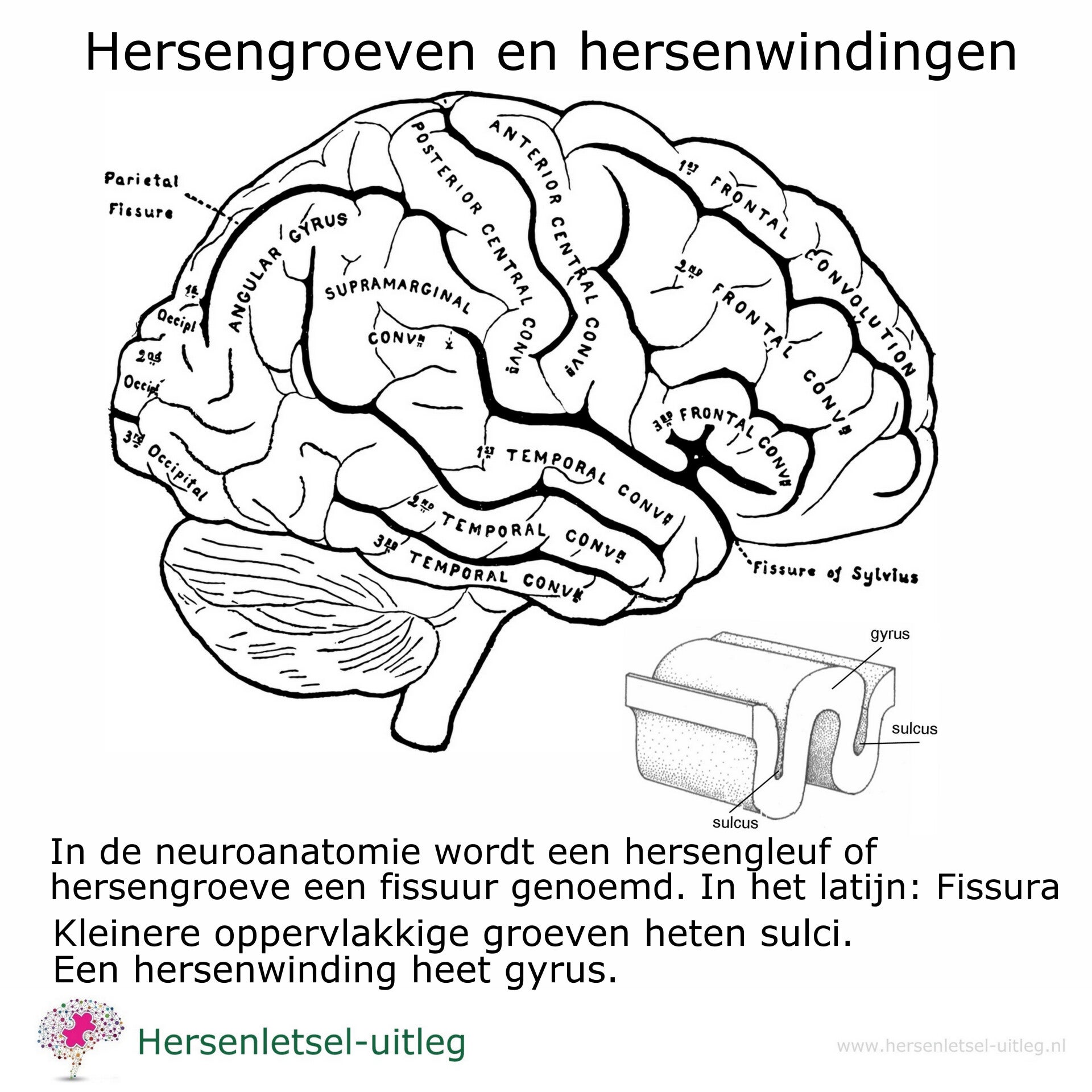 Gevolgen per hersengebied | Hersenletsel-uitleg.nl