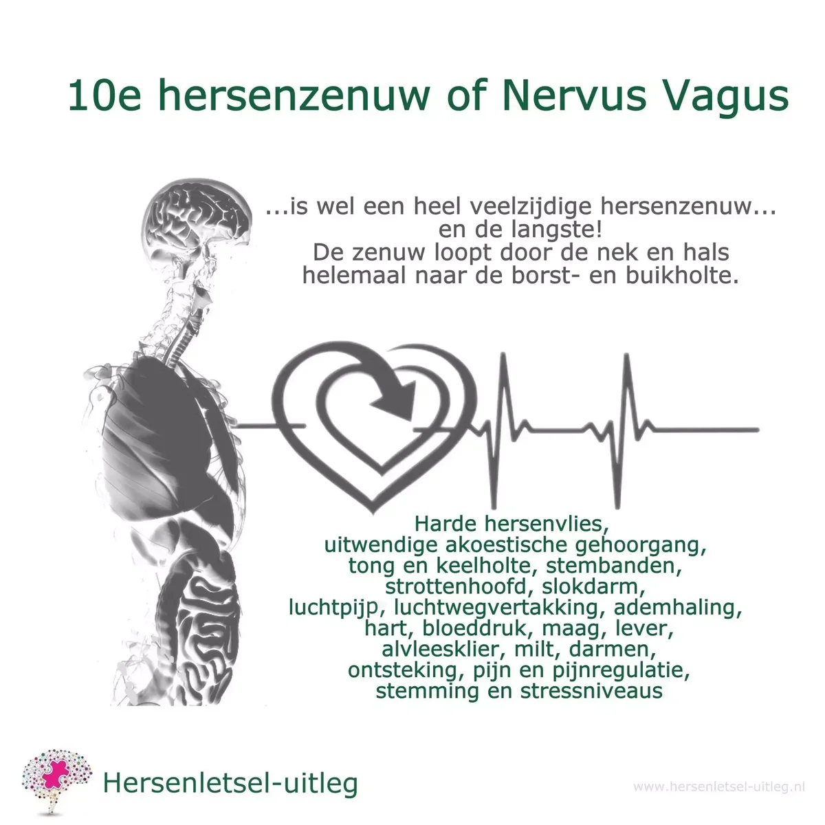 12 Hersenzenuwen Anatomie En Functie Uitleg Achtergrondinformatie Hersenletsel Uitlegnl 