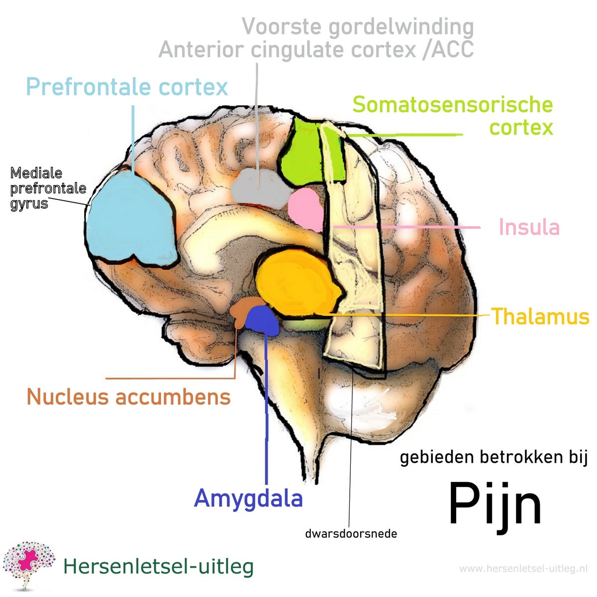 Pijn / Lichamelijke gevolgen / Gevolgen | Hersenletsel-uitleg.nl