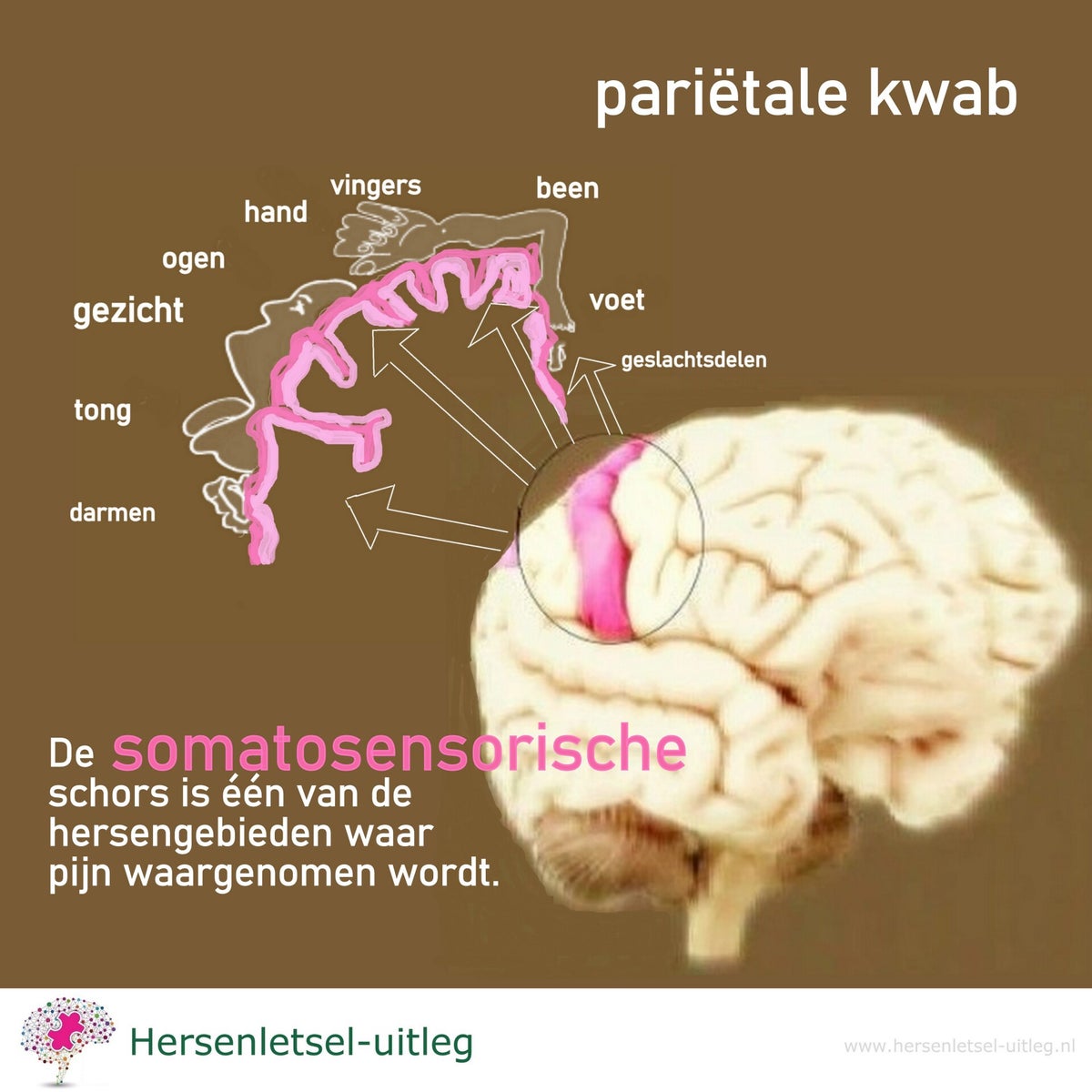 Parietaal kwab / Wandbeenkwab / Gevolgen per hersengebied | Hersenletsel-uitleg.nl