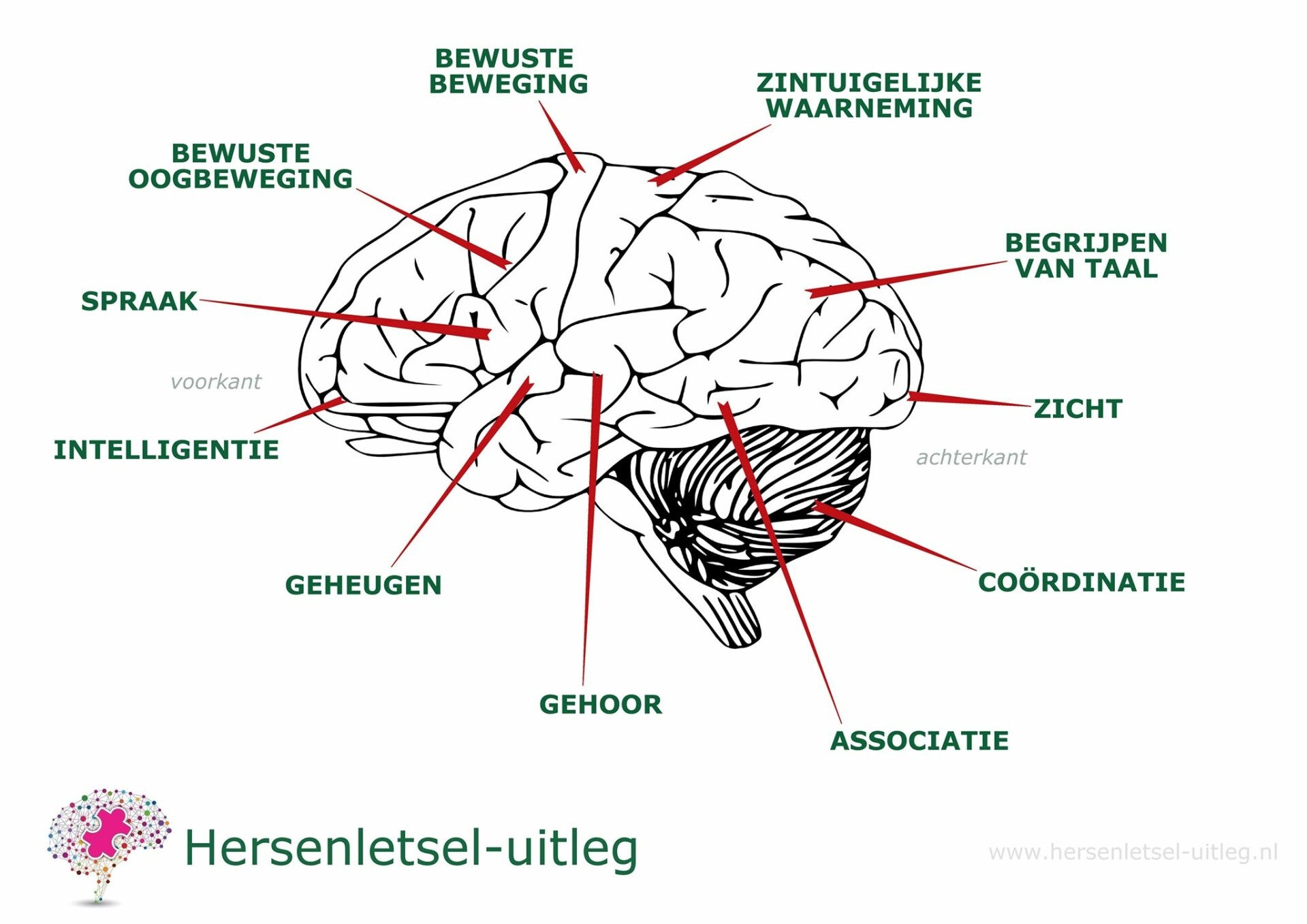 Anatomie en functie uitleg / Achtergrondinformatie | Hersenletsel-uitleg.nl