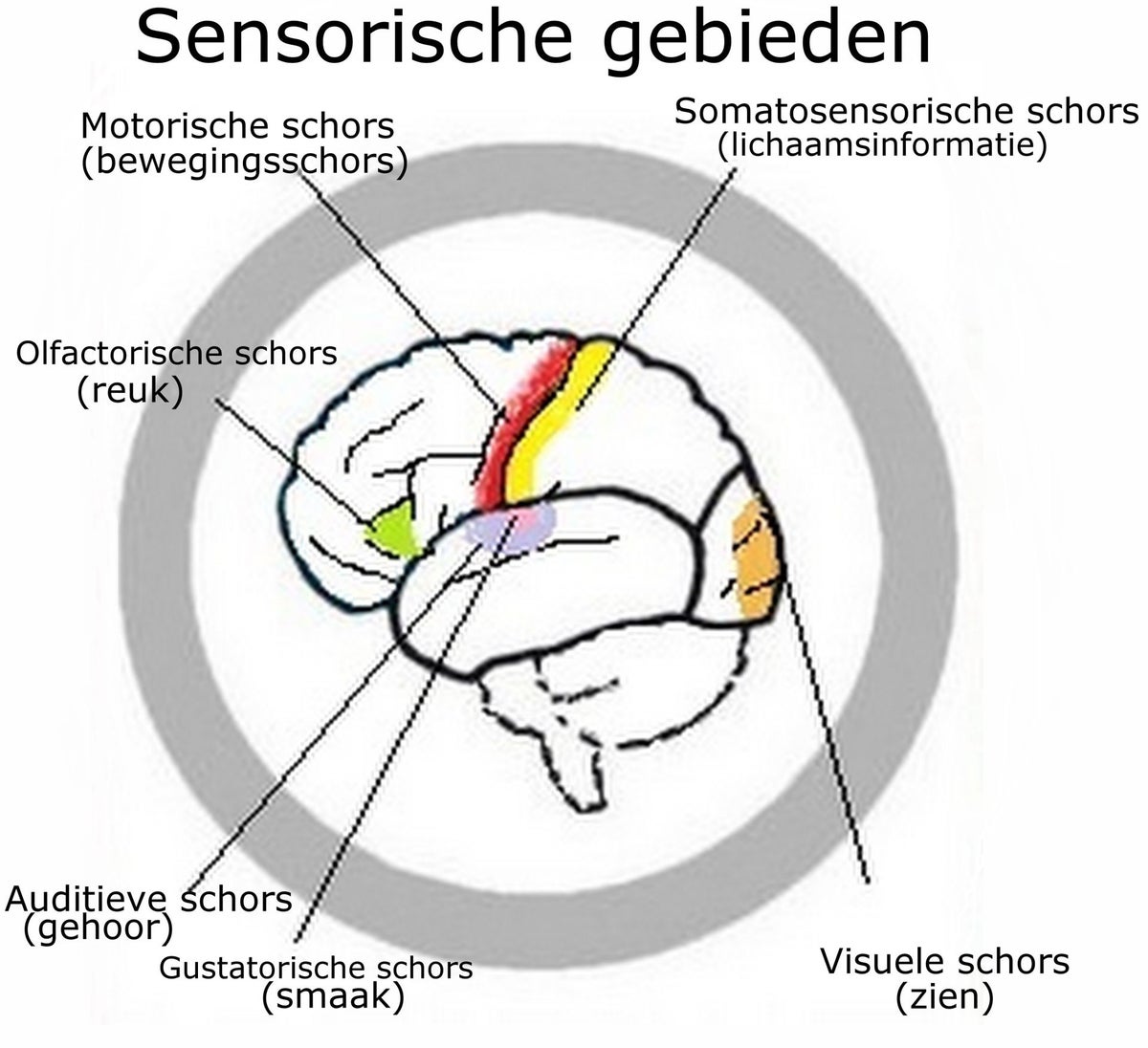 Geheugen / Cognitieve gevolgen / Gevolgen | Hersenletsel-uitleg.nl