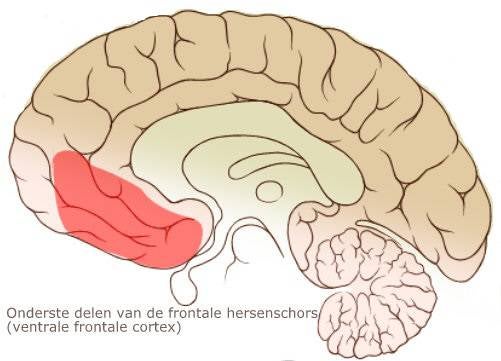 Geheugen / Cognitieve gevolgen / Gevolgen | Hersenletsel-uitleg.nl