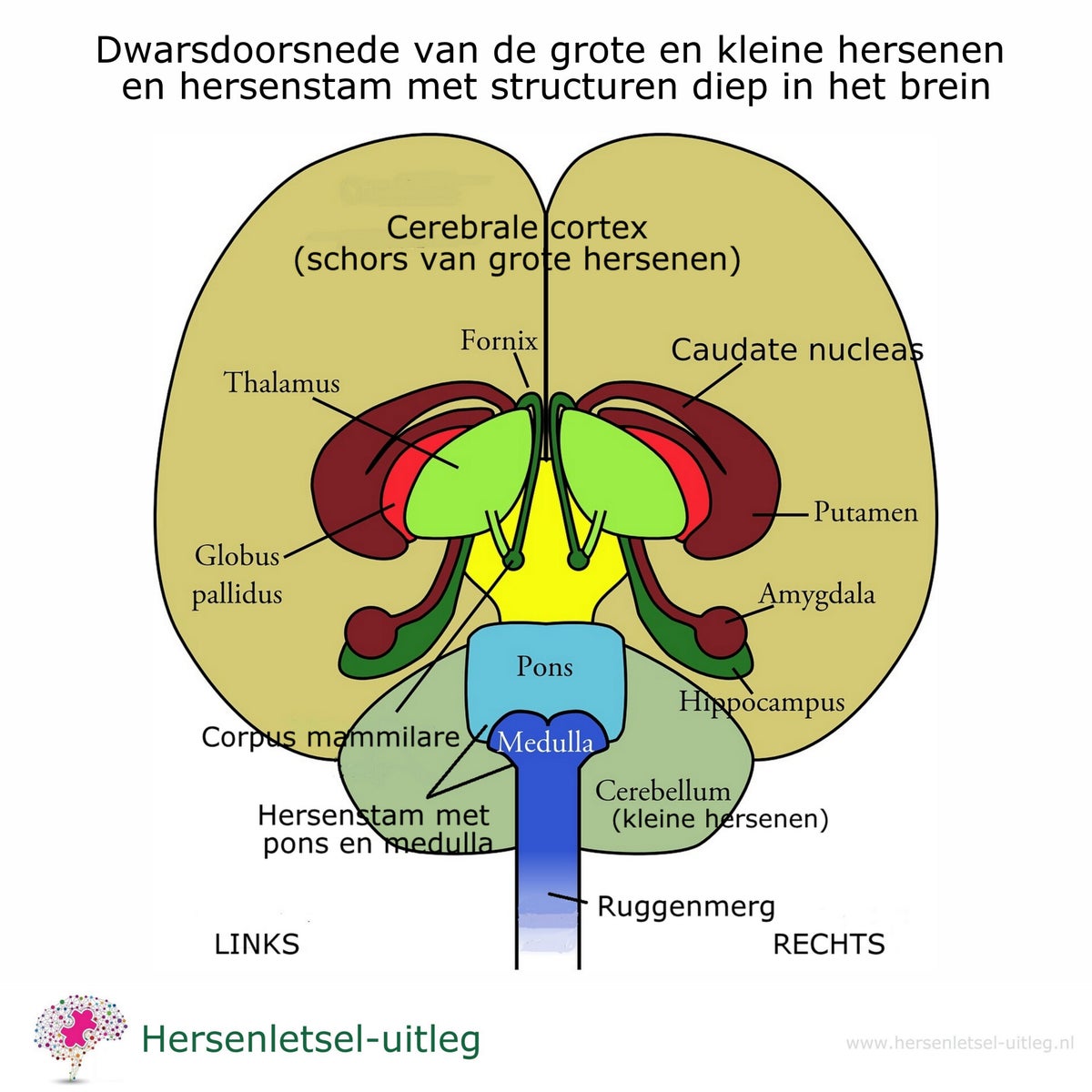 Limbisch systeem / Gevolgen per hersengebied | Hersenletsel-uitleg.nl