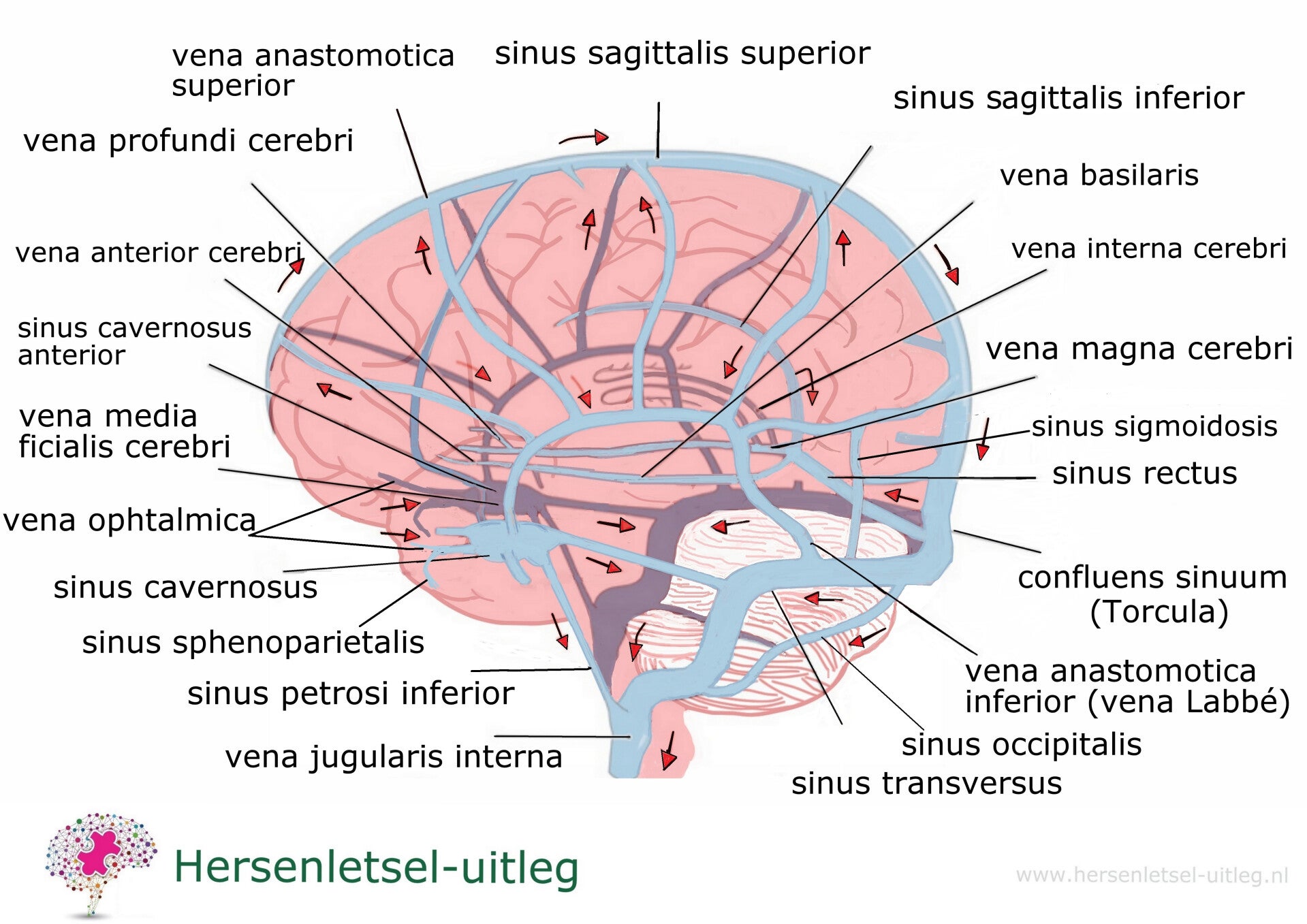 Bloedvaten Van De Hersenen Anatomie En Functie Uitleg Bloedvaten Van De Hersenen Anatomie En Functie Uitleg