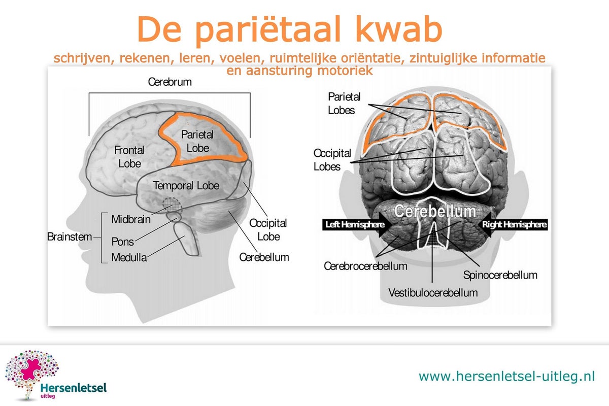Parietaal kwab / Wandbeenkwab / Gevolgen per hersengebied ...