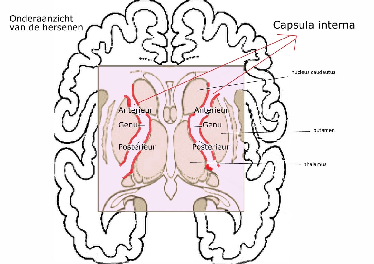 Capsula interna / Gevolgen per hersengebied | Hersenletsel-uitleg.nl