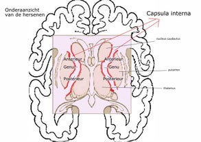 Capsula interna / Gevolgen per hersengebied | Hersenletsel-uitleg.nl