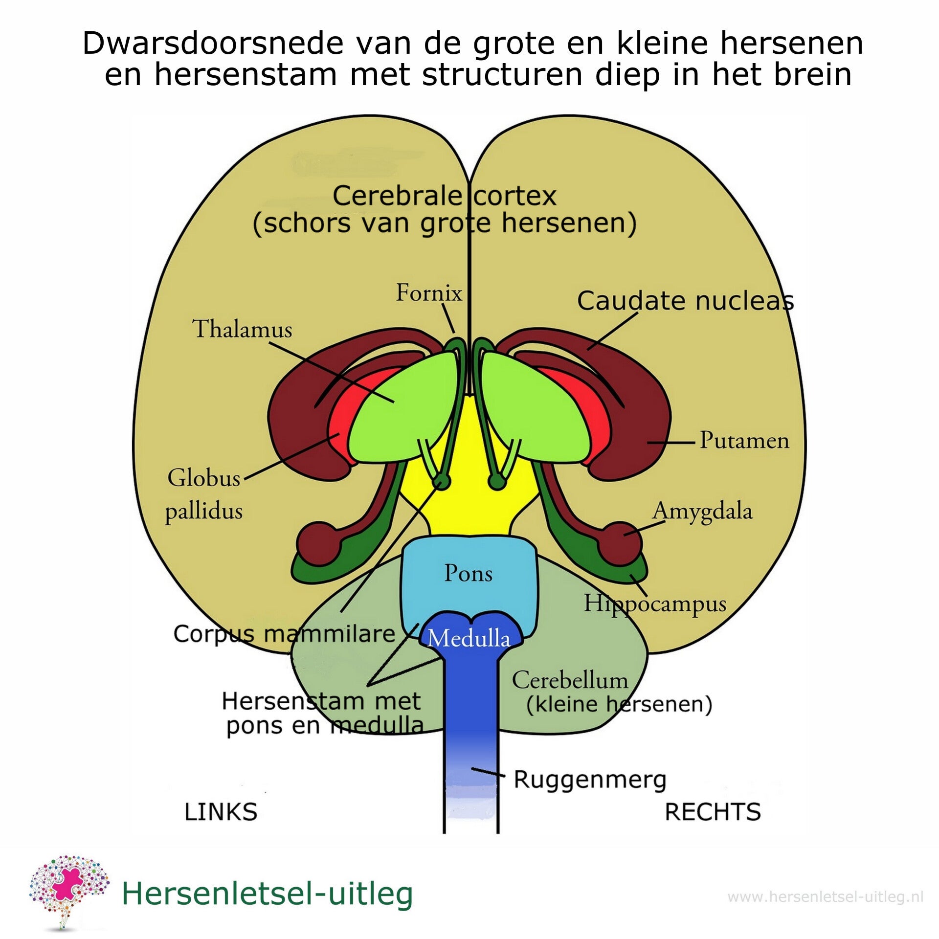 Gevolgen per hersengebied | Hersenletsel-uitleg.nl