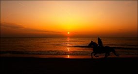 Paard/pony in het zonnetje | Liefde-voor-een-paard