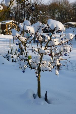 November - December 2010 | varkens-tuin.jouwweb.nl