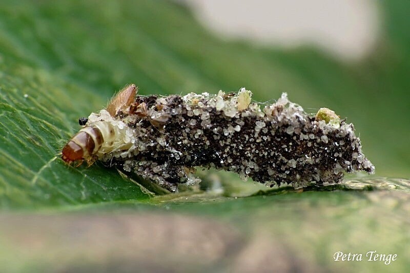 Rupsen Nachtvlinders- Motten / Rupsen / Vlinders | Mijninsectenwereld.nl