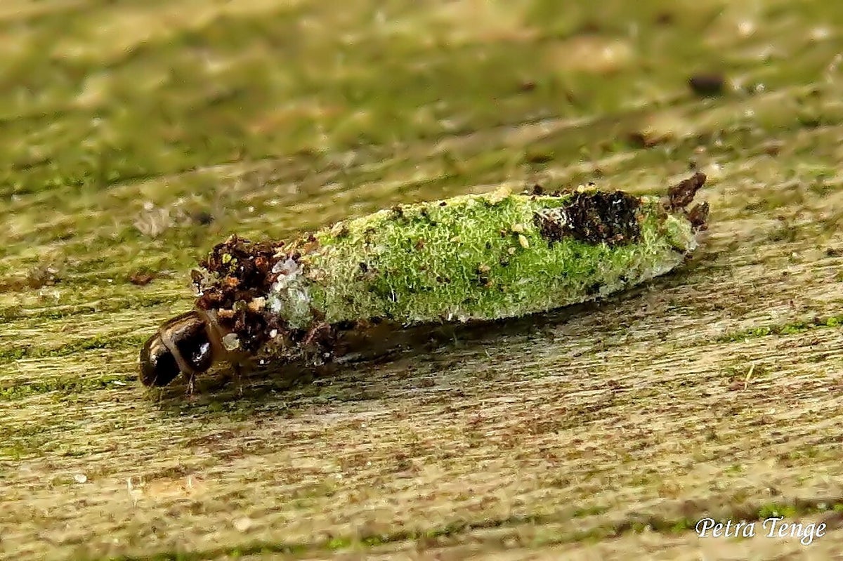 Rupsen Nachtvlinders- Motten / Rupsen / Vlinders | Mijninsectenwereld.nl