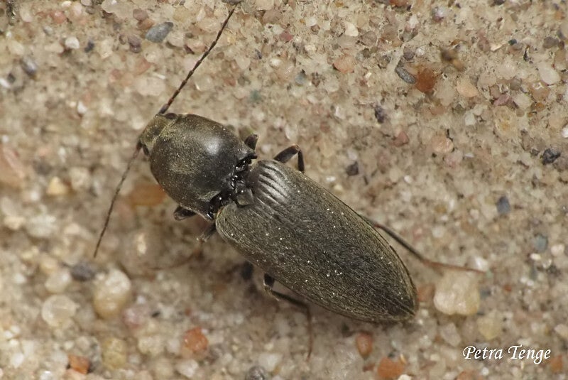 Kniptorren / Torren / Kevers en Torren | Mijninsectenwereld.nl