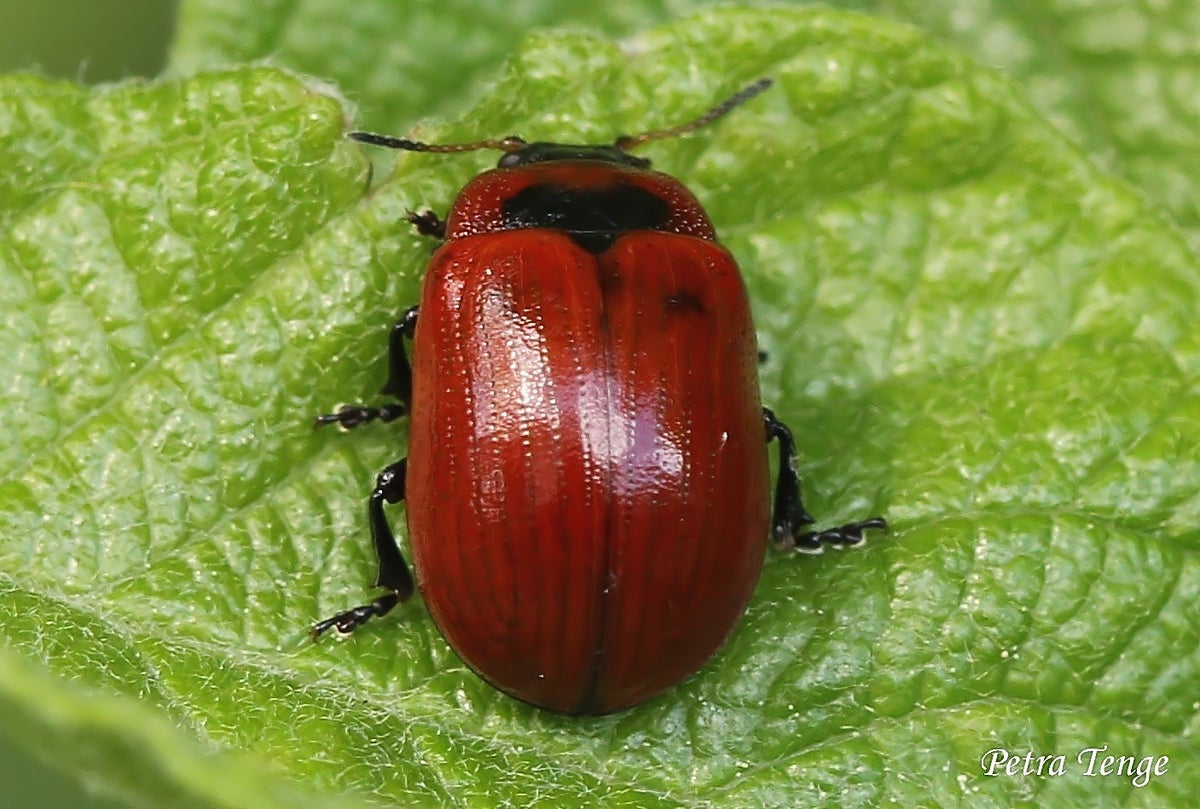 Bladhaantjes / Kevers / Kevers en Torren | Mijninsectenwereld.nl