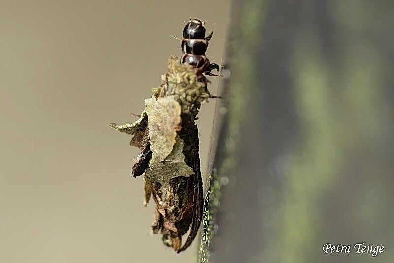 Rupsen Nachtvlinders- Motten / Rupsen / Vlinders | Mijninsectenwereld.nl
