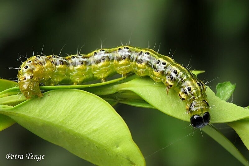 Rupsen Nachtvlinders- Motten / Rupsen / Vlinders | Mijninsectenwereld.nl