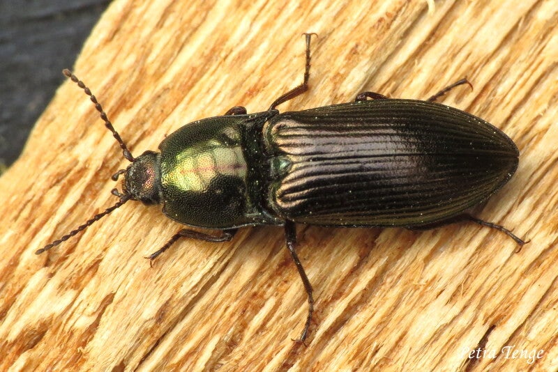 Kniptorren / Torren / Kevers en Torren | Mijninsectenwereld.nl