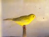 Kanaries / Soortbeschrijvingen | Vogelkwekerij-vankollenburg.nl