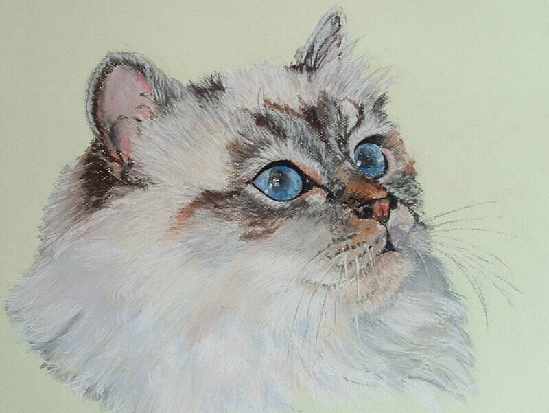 Cattery British | catterybritish.jouwweb.nl