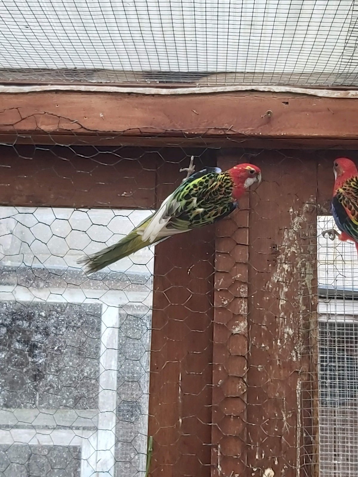 Foto,s jonge rijstvogels e.d. | opaal-rijstvogels.jouwweb.nl