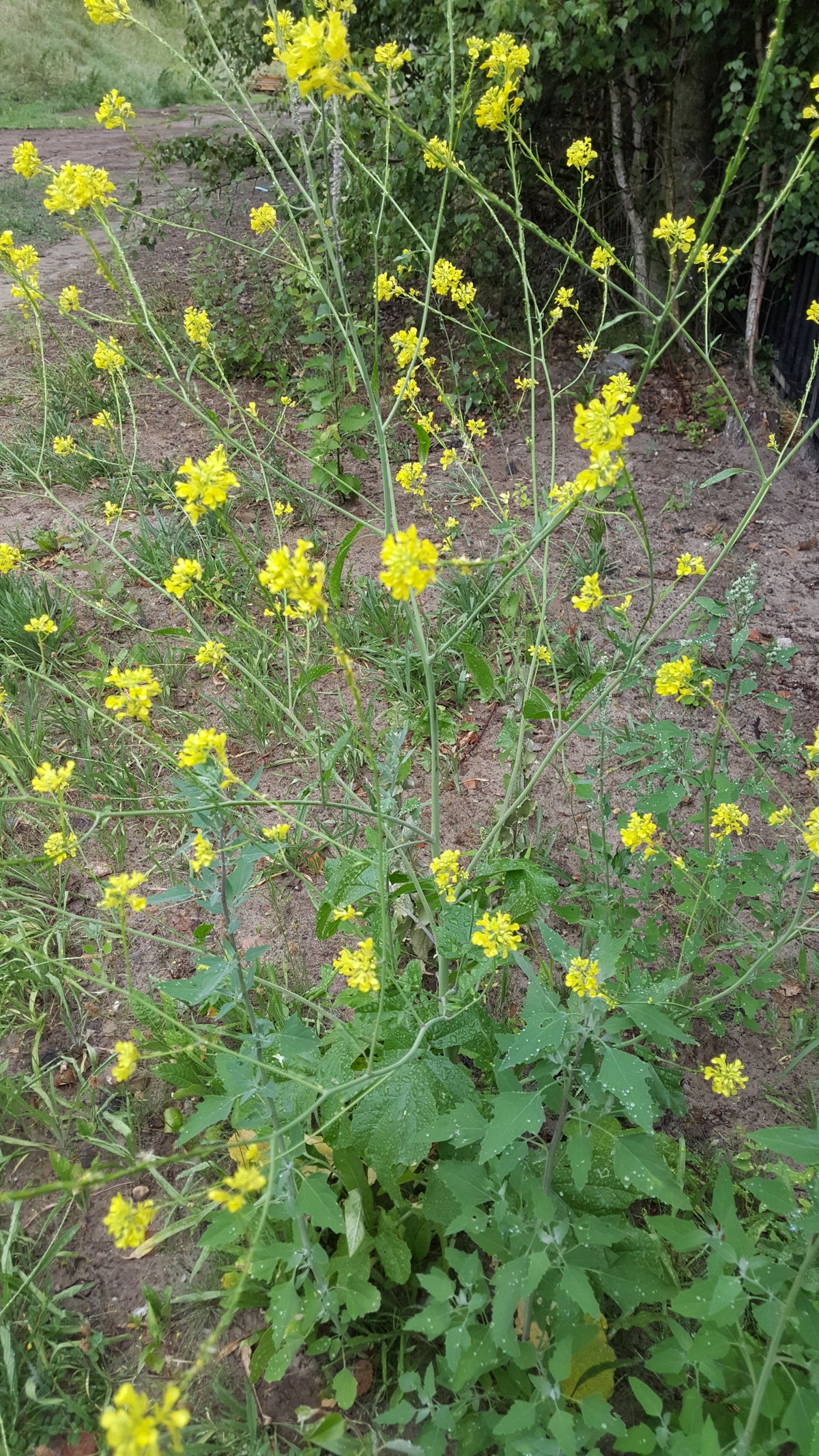 Herik / Flora | Kijkomjeheen