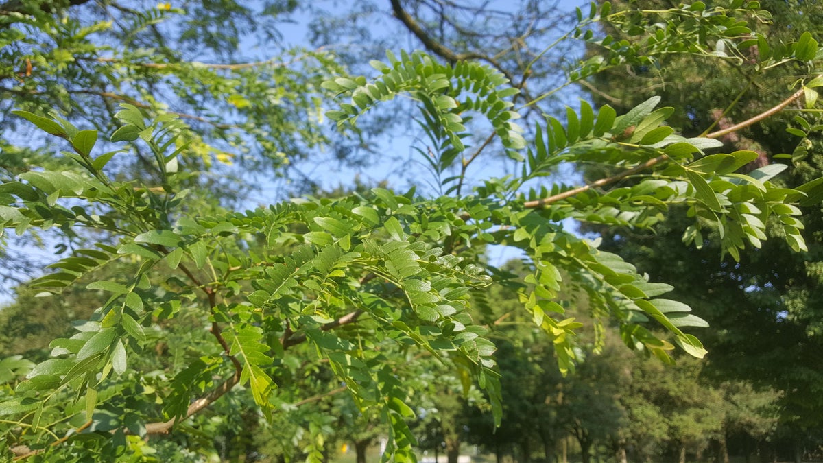 Honingboom / Bomen | Kijkomjeheen