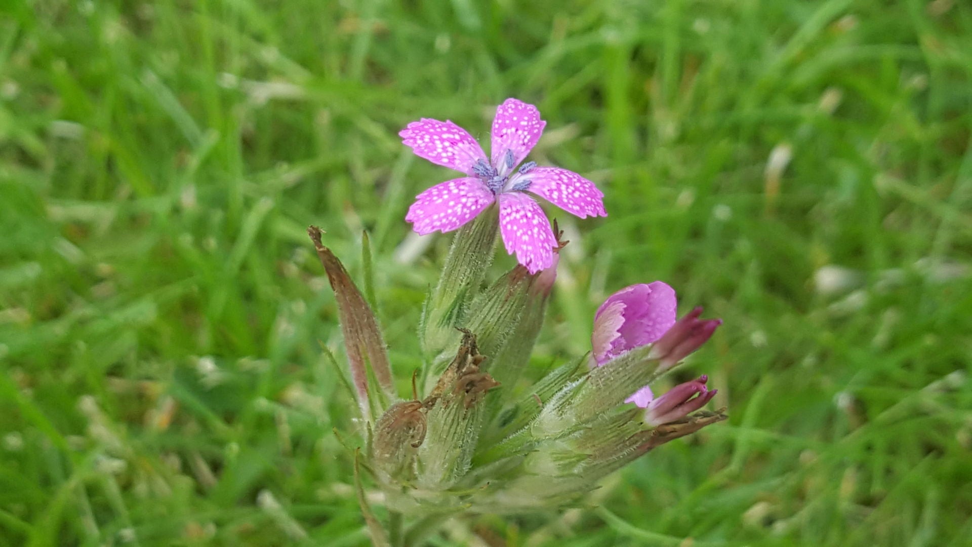 Ruige anjer / Flora | Kijkomjeheen