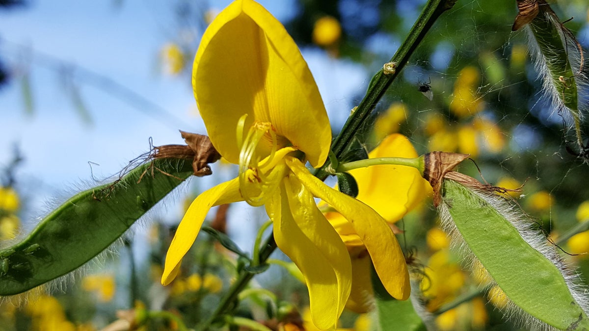 Brem / Flora | Kijkomjeheen