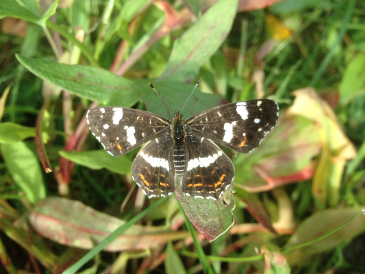 Welke rups bij welke vlinder? / RUPSEN EN VLINDERS / INSECTEN / Fauna ...